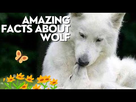 😱 Amazing facts about wolf🐺 || interesting facts about wolf - YouTube