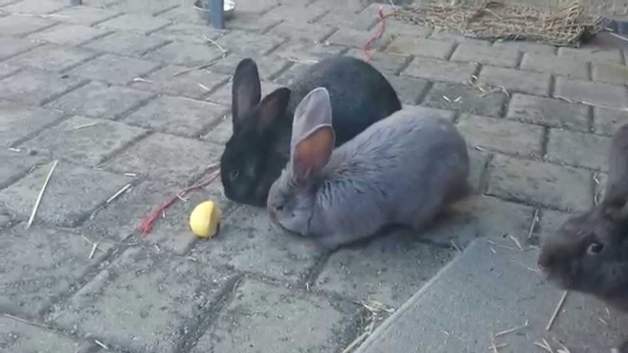 Bunnies eating a lemon - YouTube