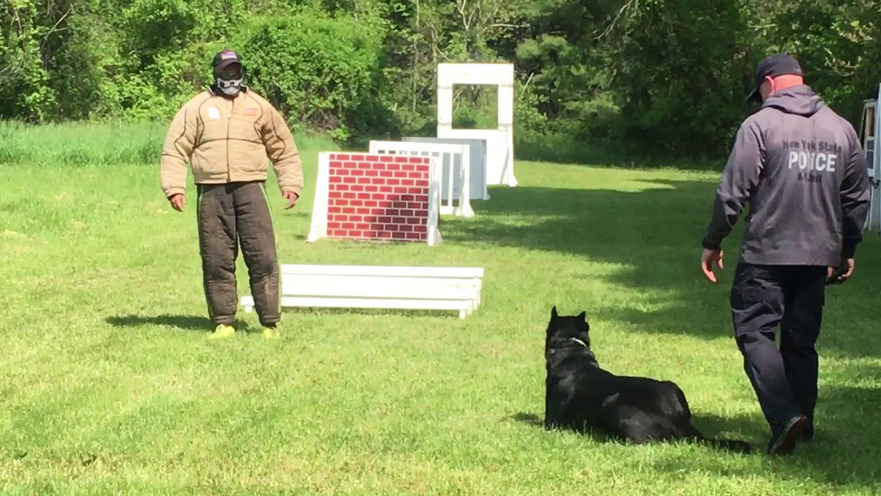 K9 Training - YouTube
