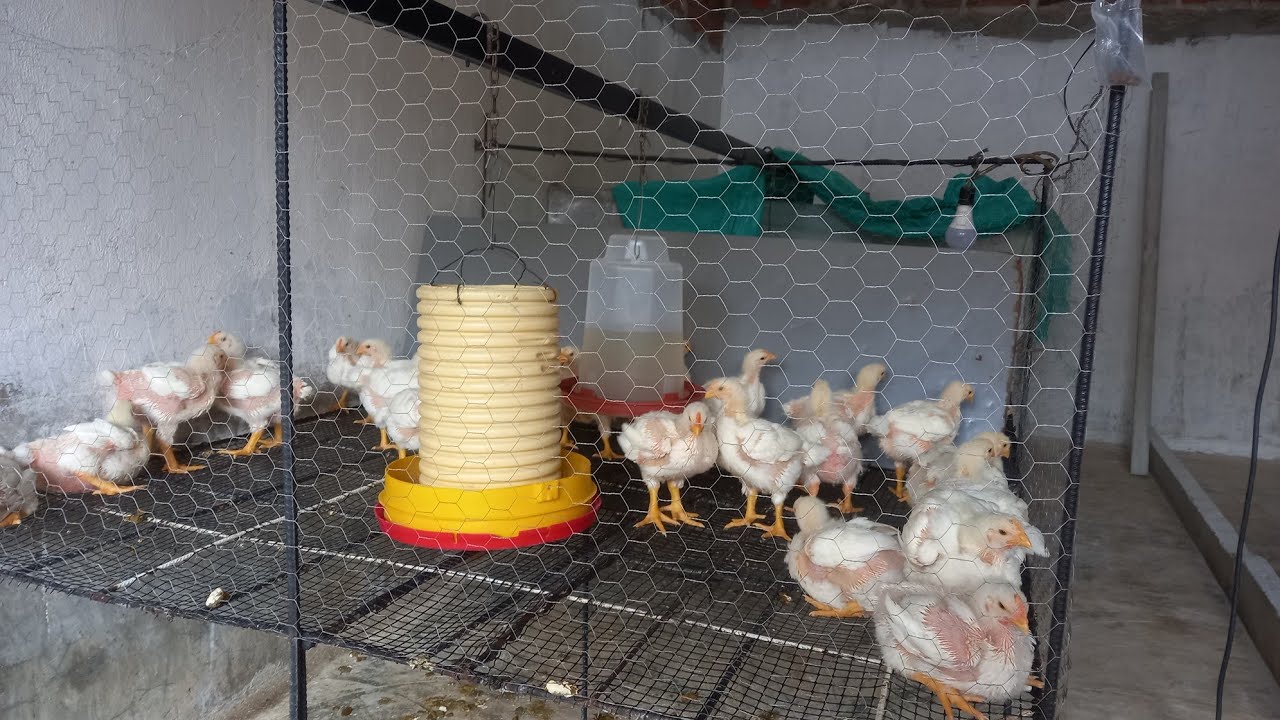 Crianza de pollos cómo criar a Tus pollos galpón de pollos galpones de ...