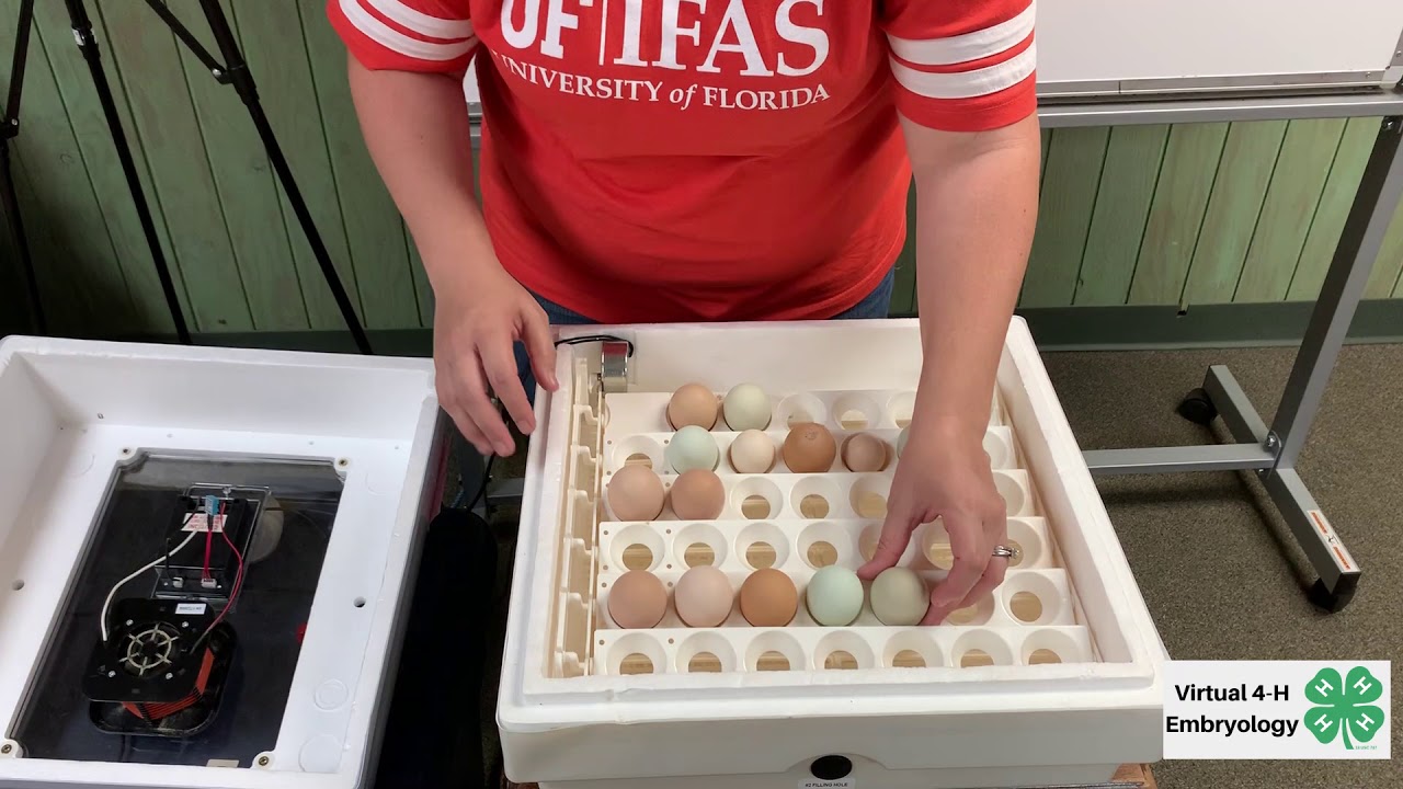 Virtual 4-H Embryology Day 18 - YouTube