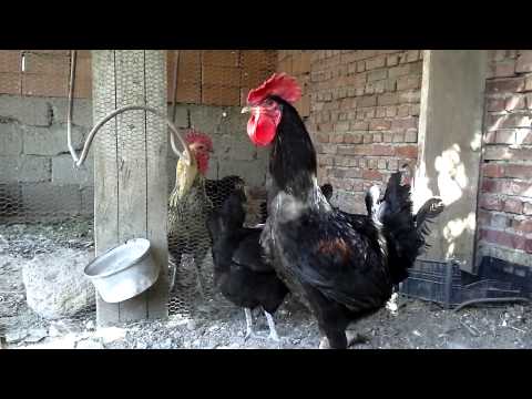 SİYAH DENİZLİ HOROZU HASAN SAĞLAM 05337434941