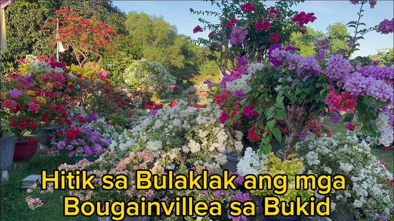 Hitik sa Bulaklak ang mga Bougainvillea sa Bukid - YouTube