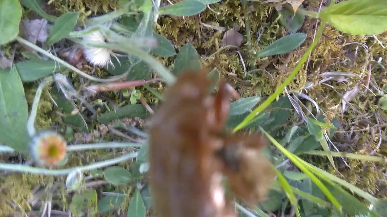 Katie Bug Sitting In The Grass Isn't He - YouTube