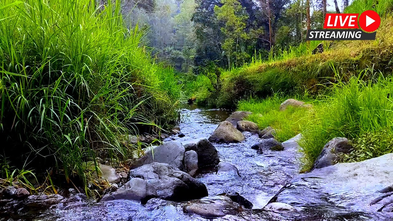 WATER SOUNDS AND BIRDS CHIRPING CREATE A SERENE ATMOSPHERE FOR RESTFUL ... WATER SOUNDS AND BIRDS CHIRPING CREATE A SERENE ATMOSPHERE FOR RESTFUL ...