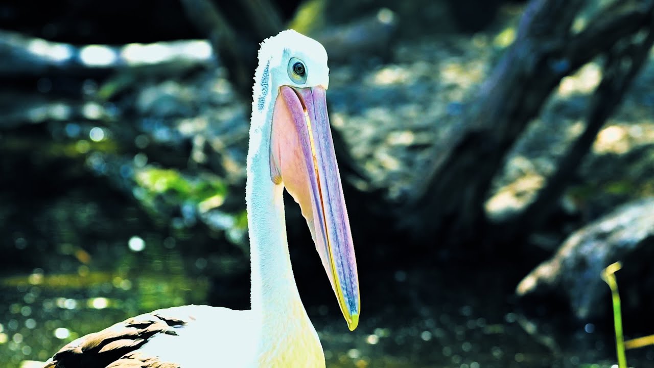 Bird with the WORLD'S LARGEST BILL!!! | Australian Pelican | 72/1993 ...