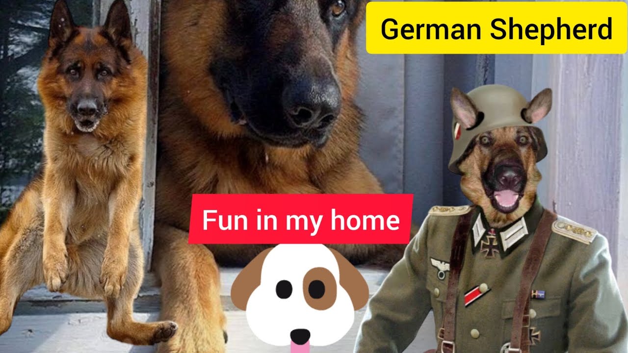 My Pet Fun in my home| German Shepherd - YouTube