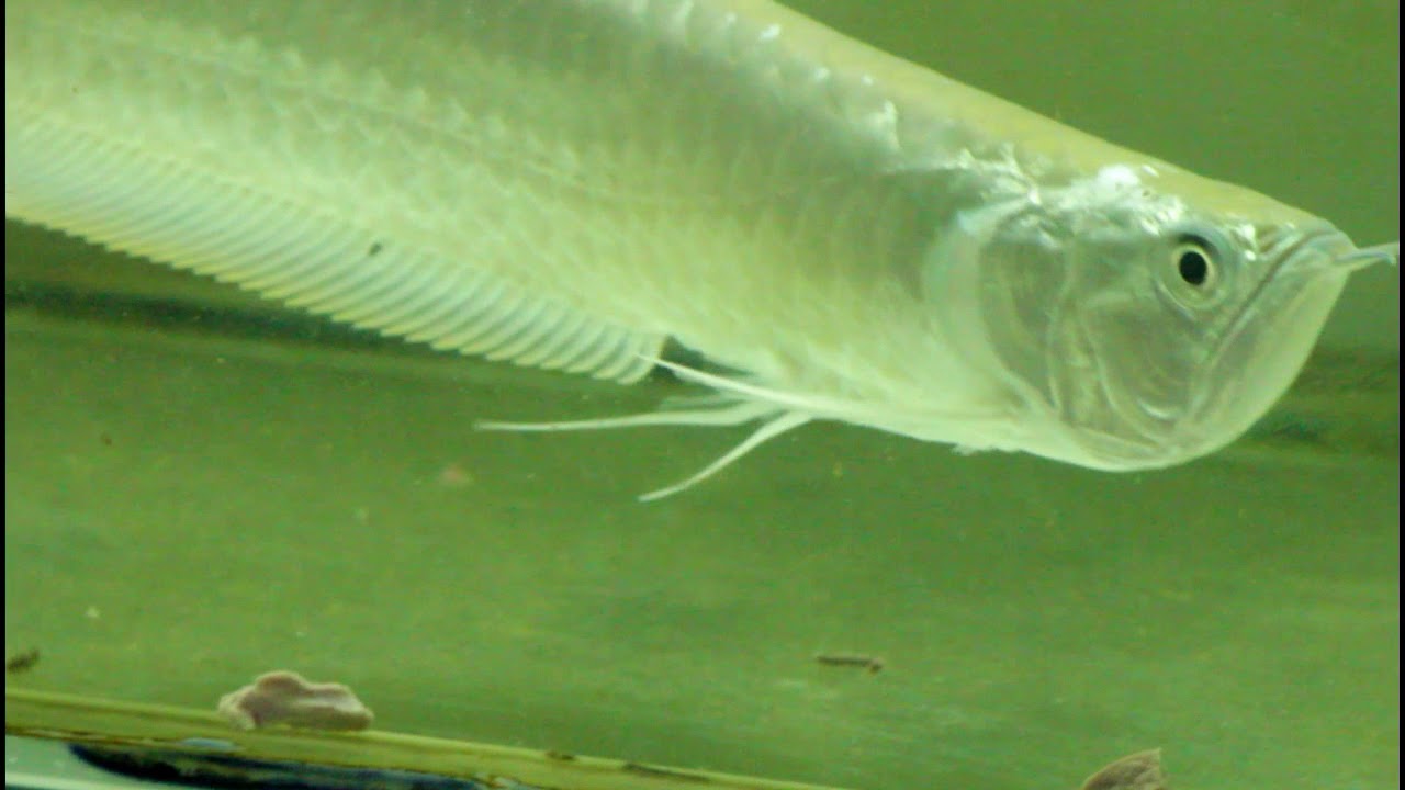 Arowana fish eating chicken - YouTube