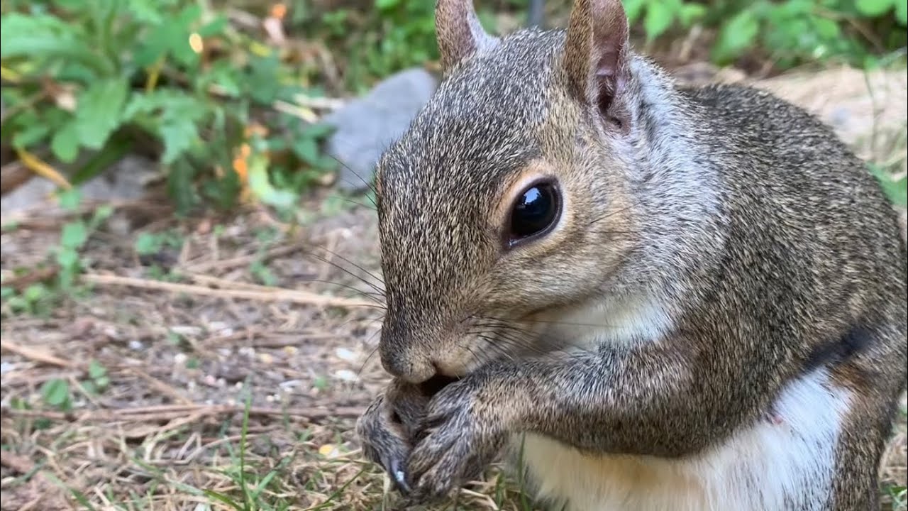 Squirrel 🐿️ 🐿️ #rabbit 🐇 chipmunk 🐿️ #squirrel #birds #squirrels # ...