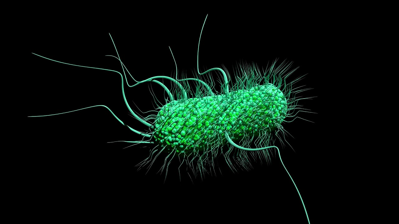 Escherichia coli (E. coli) moving Animation - YouTube