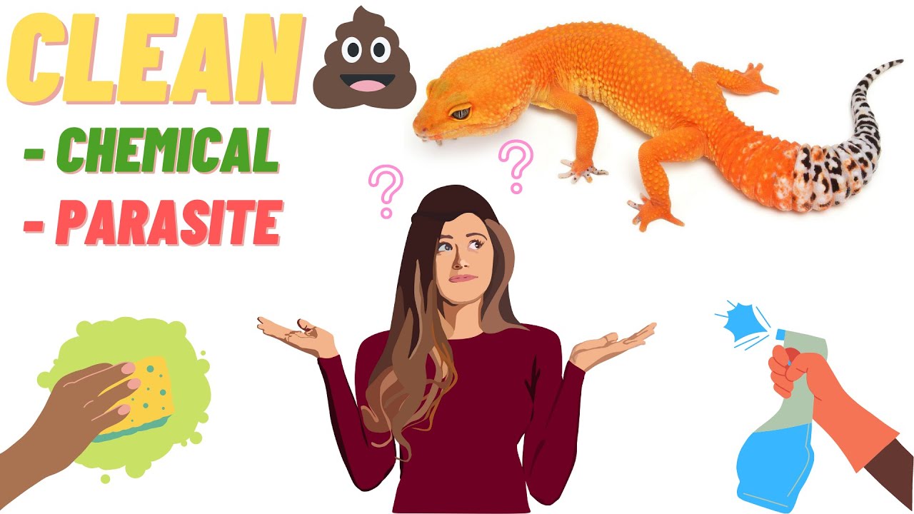 How to CLEAN your LEOPARD gecko | Chemical | Parasite | Tank | Tub ...