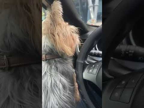 Tiffany prima del bagnetto 🤣