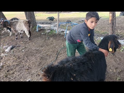 Kâfdar keçiye şişen karnı için karayağ içirdik...16 Ekim 2022, Büyük Durduran Köyü