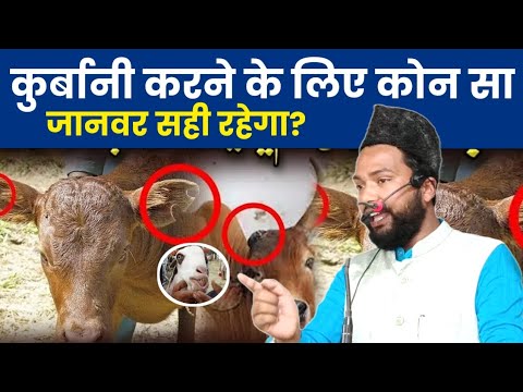 Qurbani Karne Ke Liye Konsa Janwar Sahi hai | Maulana Rafiq Chaturvedi ...