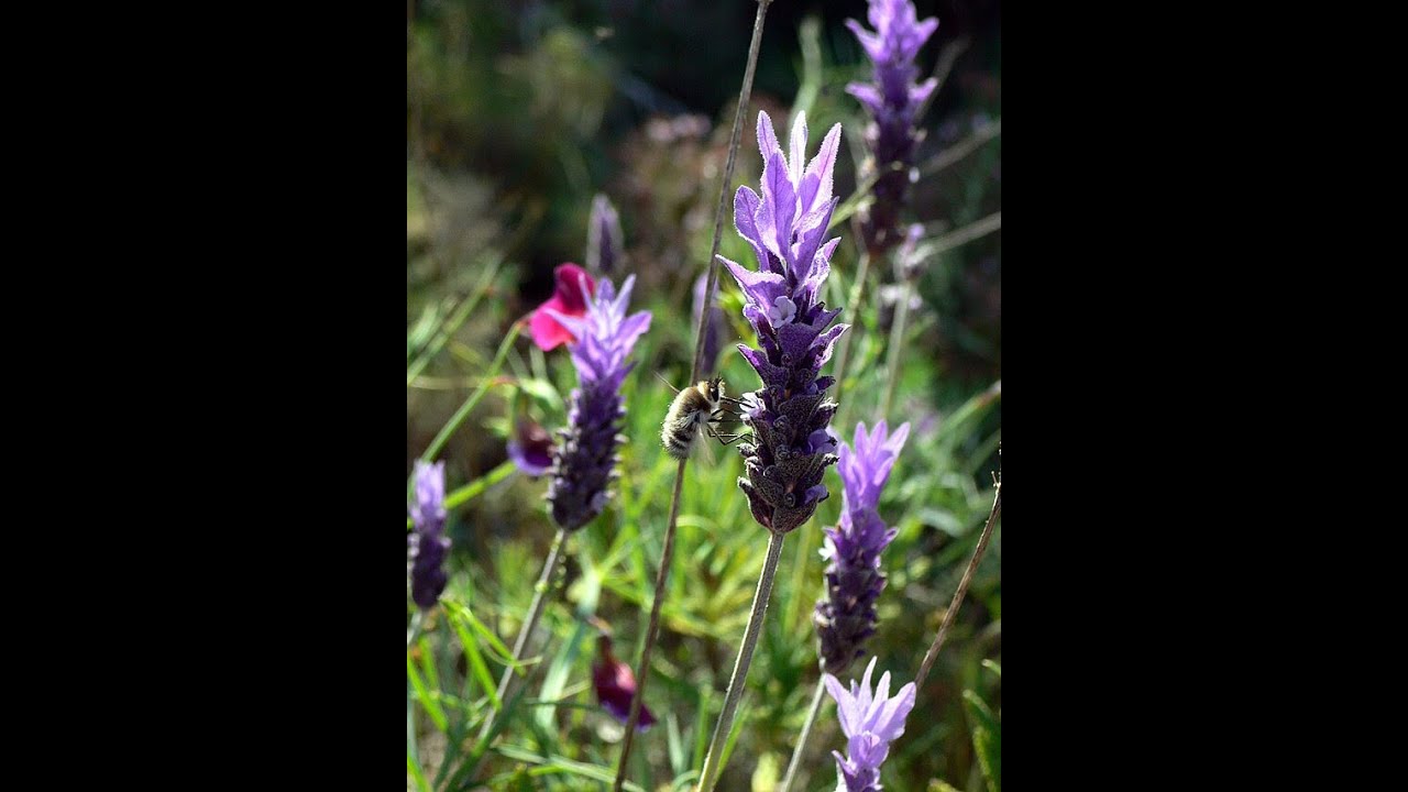 Is French Lavender Edible