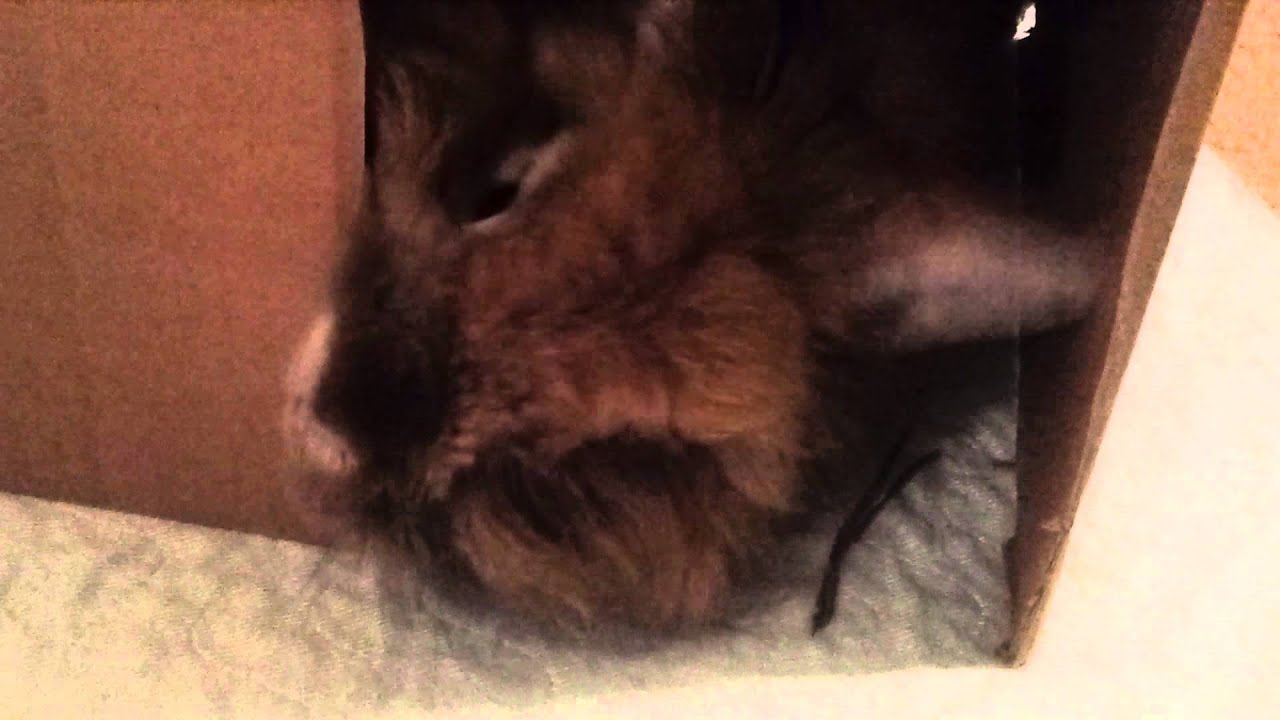 Cardboard bunny house - YouTube