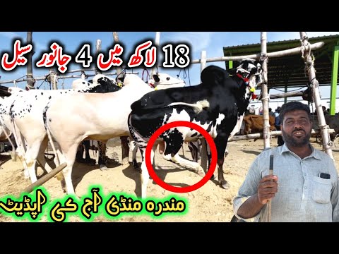 mandra mandi today ll mandra mandi latest update 15/4/2026 domail mandi today fateh jangi bull 2026