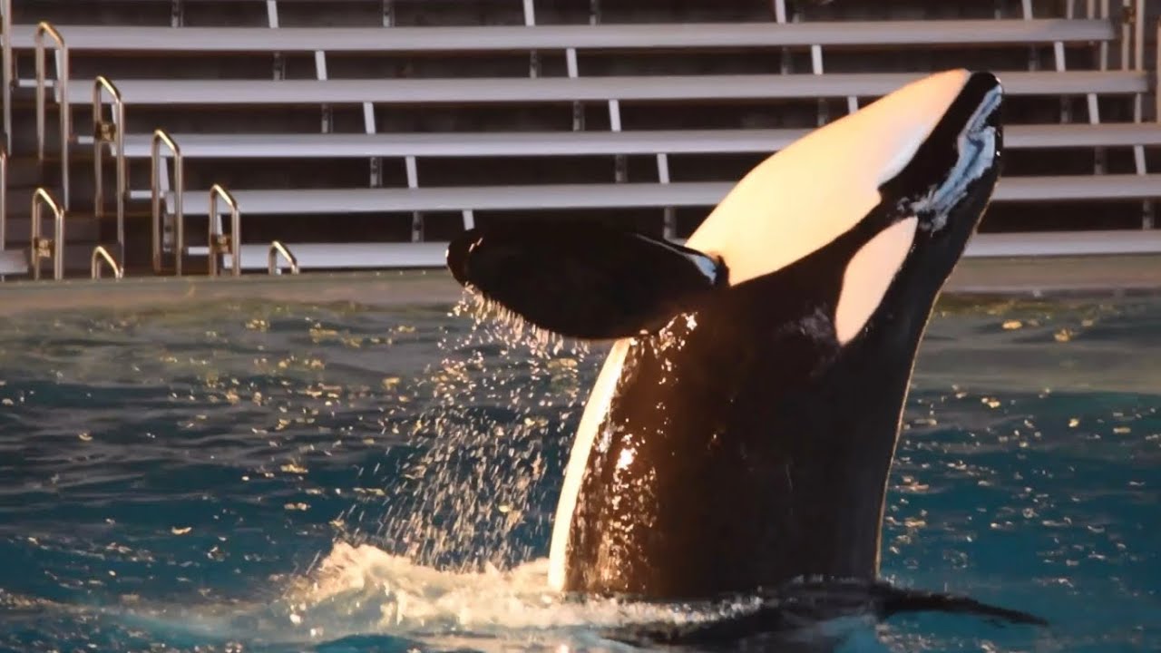 6PM Orca Encounter on Kalia’s birthday at SeaWorld San Diego - YouTube