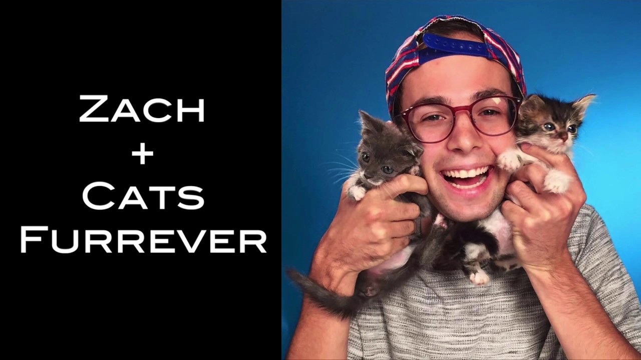 Zach + Cats Furrever - YouTube