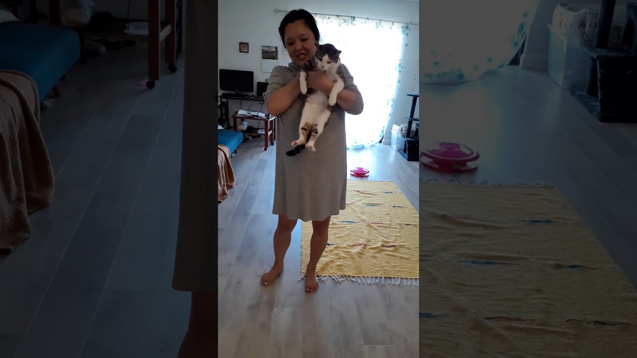 Cat moonwalking like Michael Jackson - YouTube