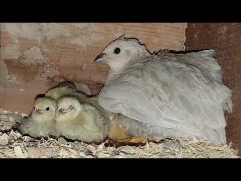 ÇİN BILDIRCIN ÖLDÜREN BESİNLER ve TAKVİYELER