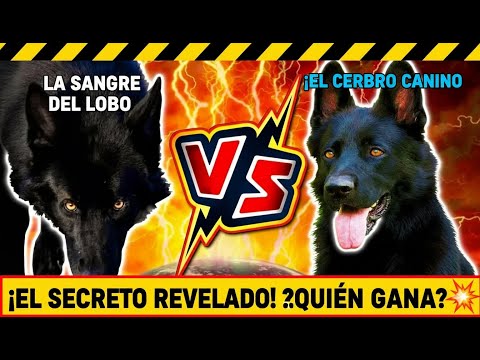 CALUPOH vs PASTOR ALEMÁN NEGRO: ¡El Secreto del GANADOR REVELADO!🐺⚔️🐕