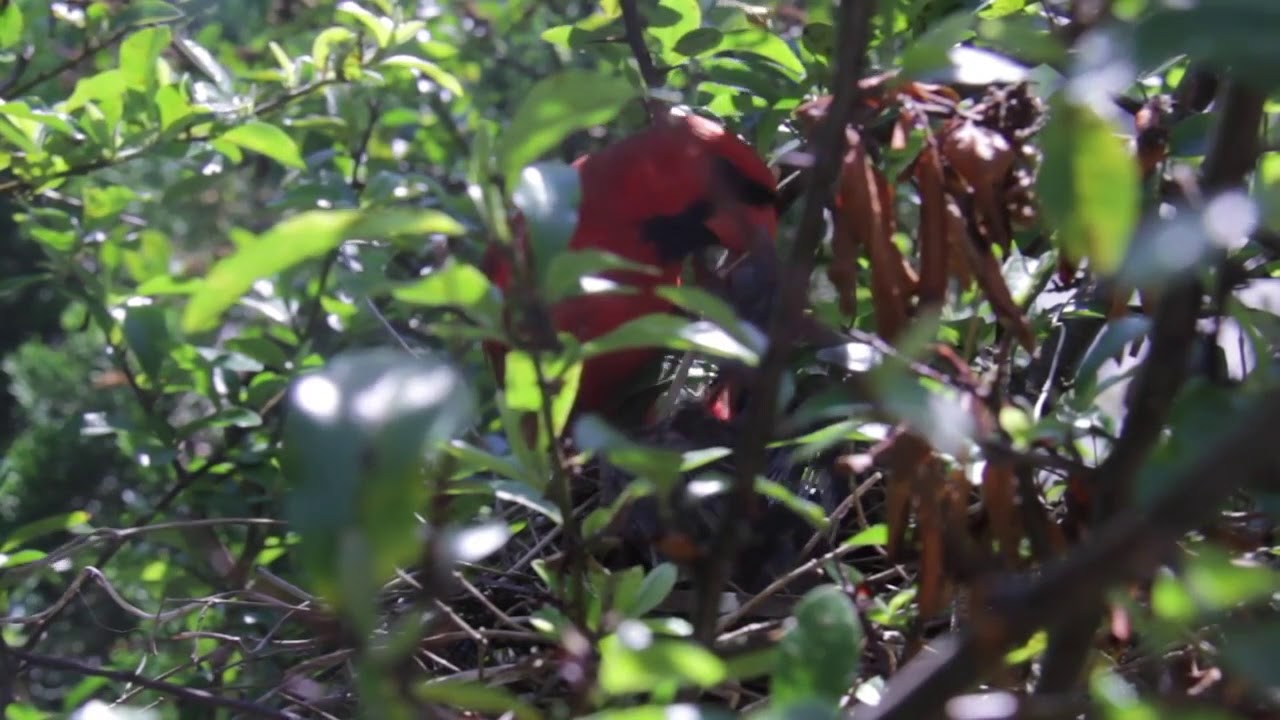The Cardinal Life Cycle - YouTube