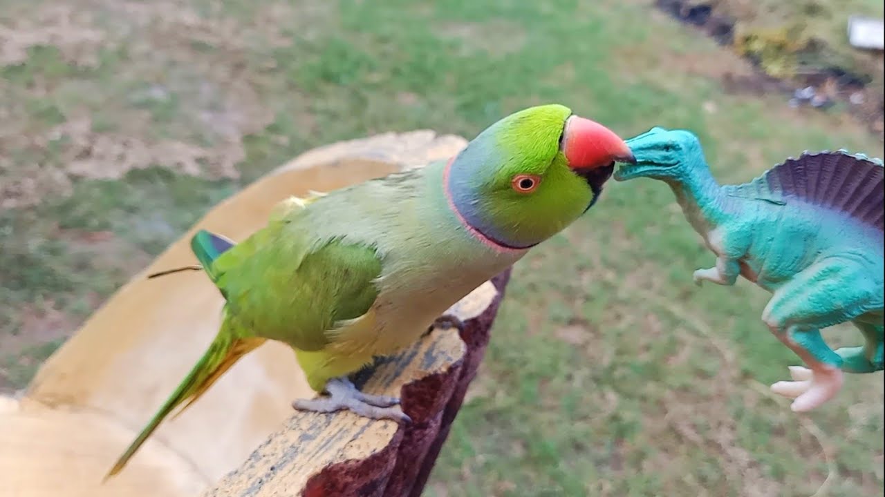 Funny Talking Parrot Vs Dinosaur - YouTube