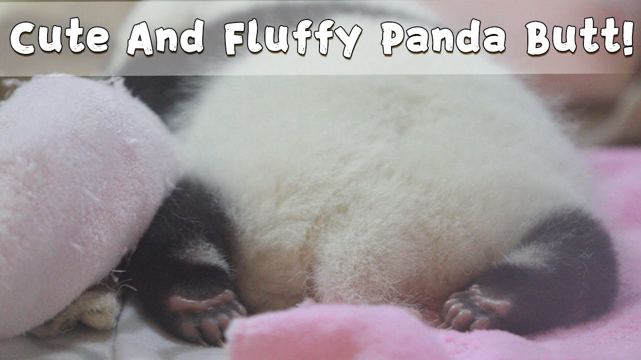 Baby Panda's Cute And Fluffy Little Butt! | iPanda - YouTube