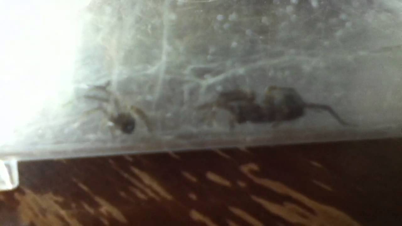 American funnel web spider eating - YouTube