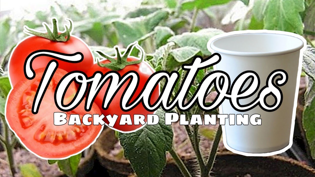 Tomato Planting / Paano mag tanim ng Kamatis - YouTube