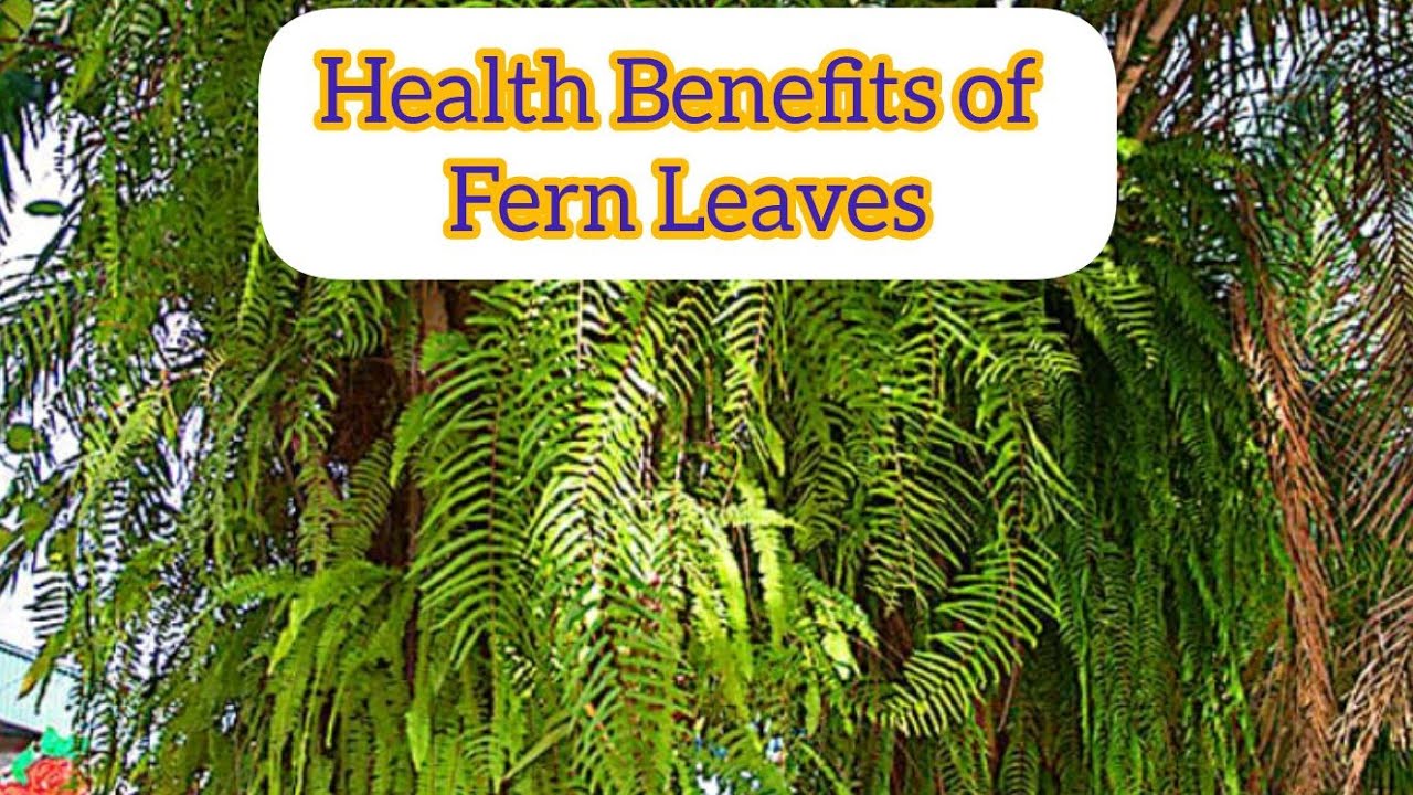 Health Benefits of Fern Leaves - YouTube