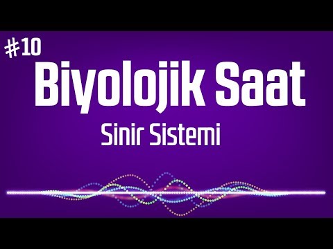 10.Biyolojik Saat : Sinir Sistemi (Podcast Biyoloji)