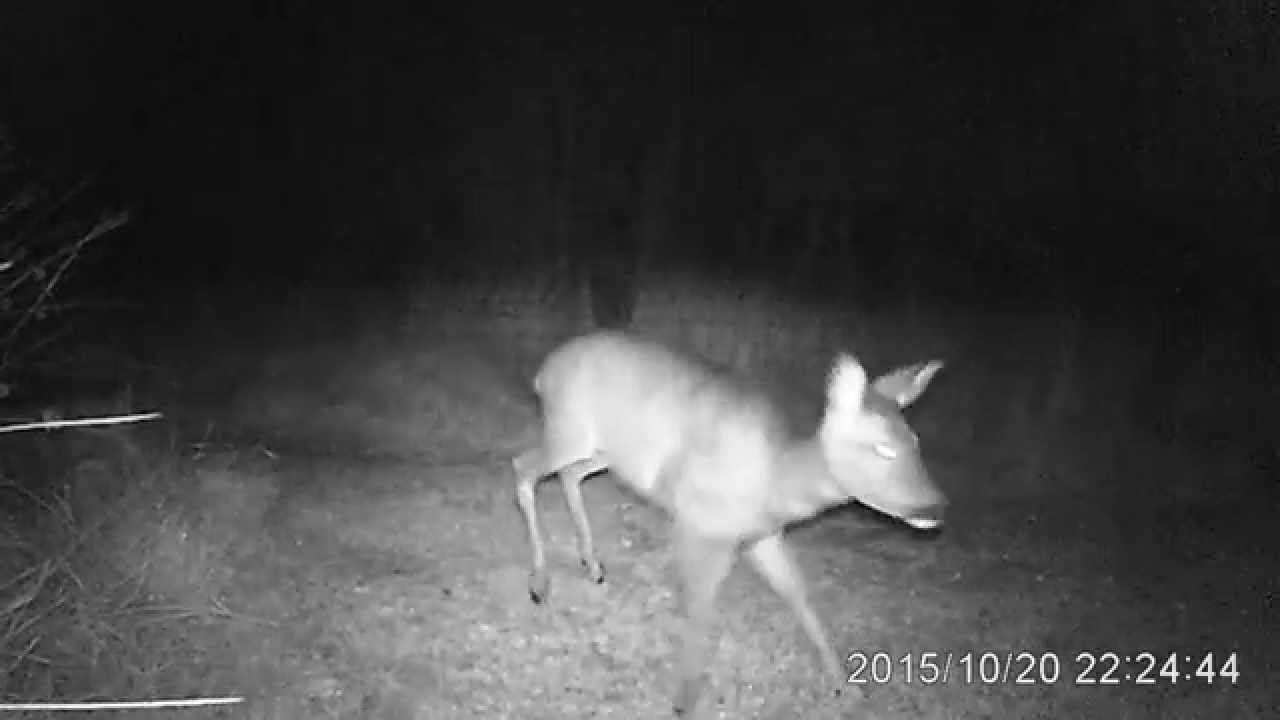 Deer spots the IR camera trap - YouTube