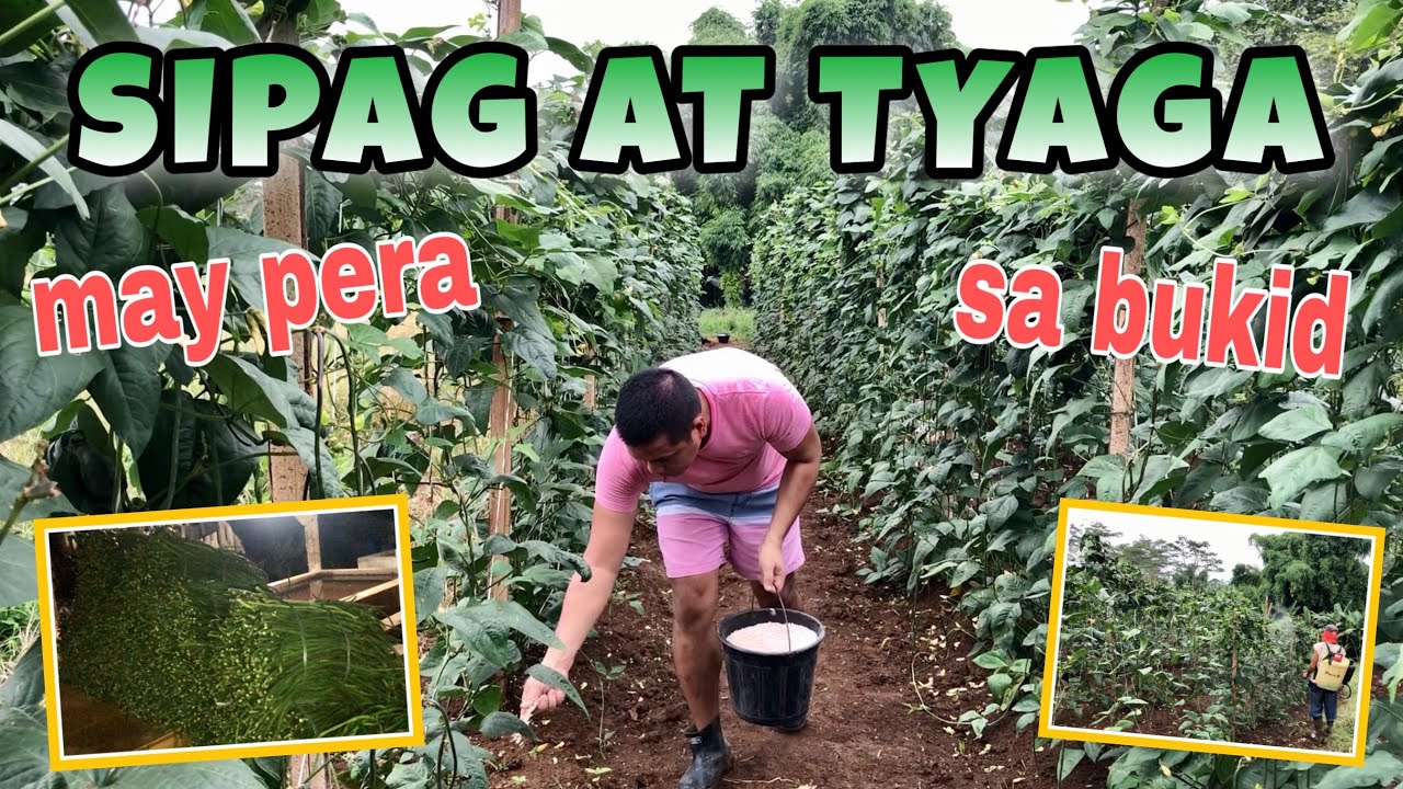SITAW MANAGEMENT, FERTILIZER, HARVESTING AND TIPS | FROM FARM TO MARKET ...