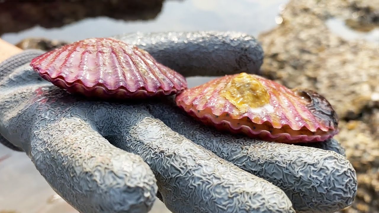 The strong wind blows a bunch of scallops, which keep opening and ...
