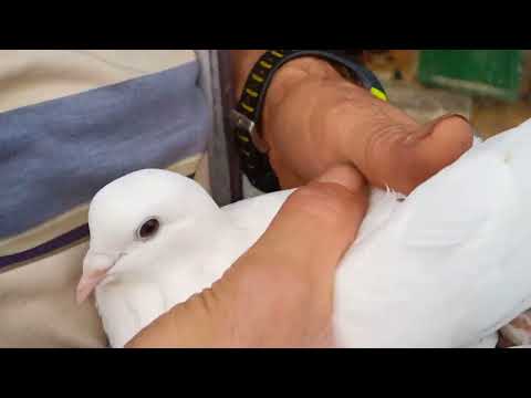 BEYAZ MELEĞİMİZİN YAKIN ÇEKİMİ KISA VİDEO