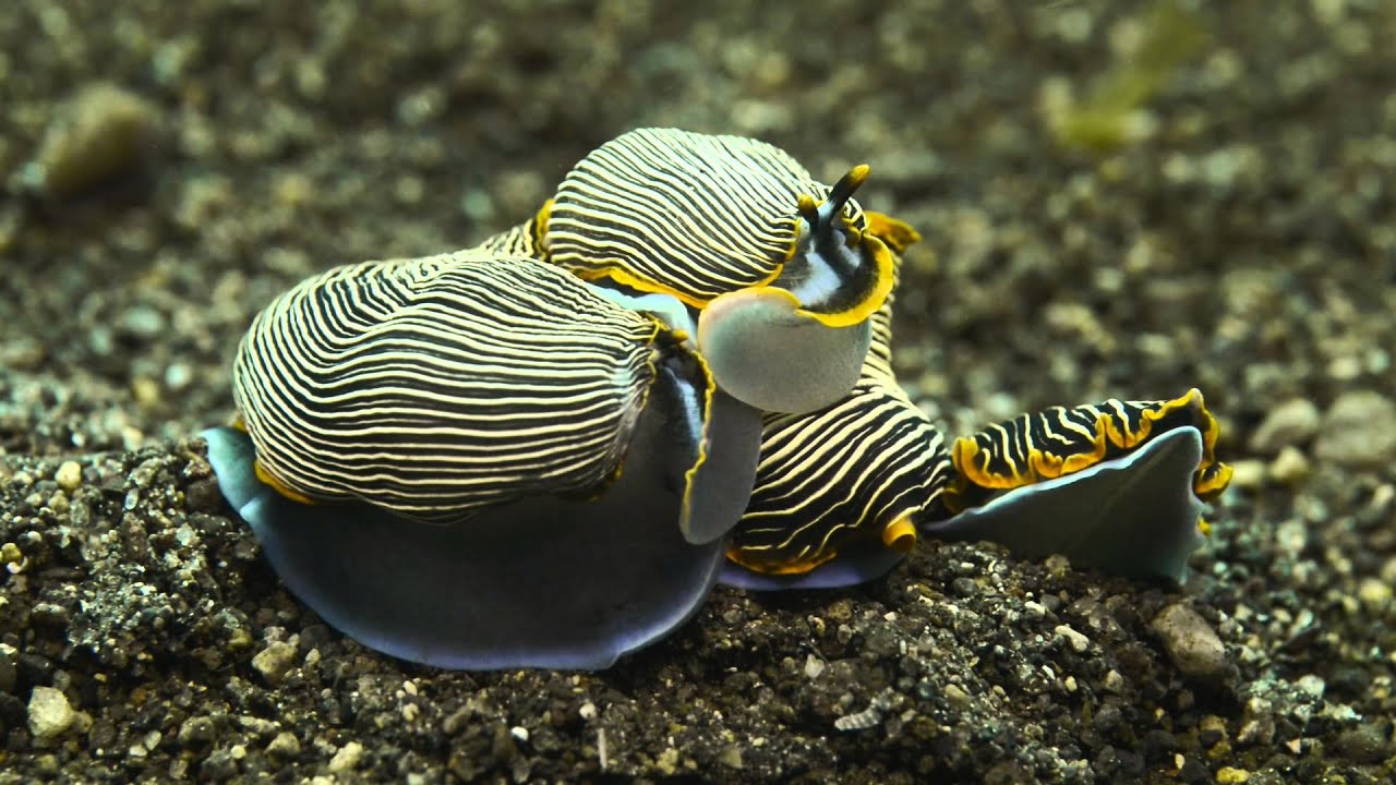 Sea Slug Feeding Frenzy - YouTube