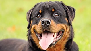 Are Rottweilers Goofy