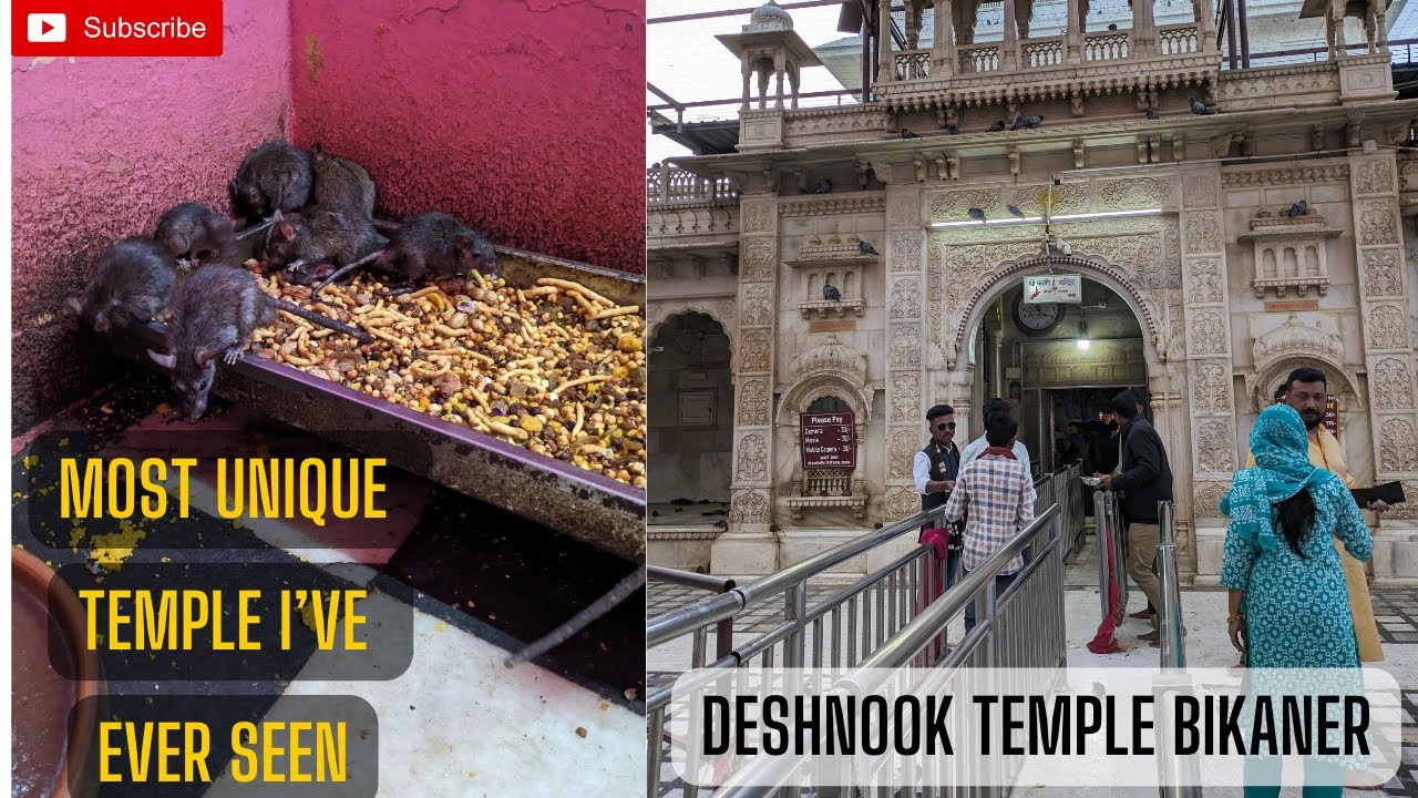 KARNI MATA MANDIR | THE TEMPLE WITH SACRED RATS | Bikaner Exploration ...