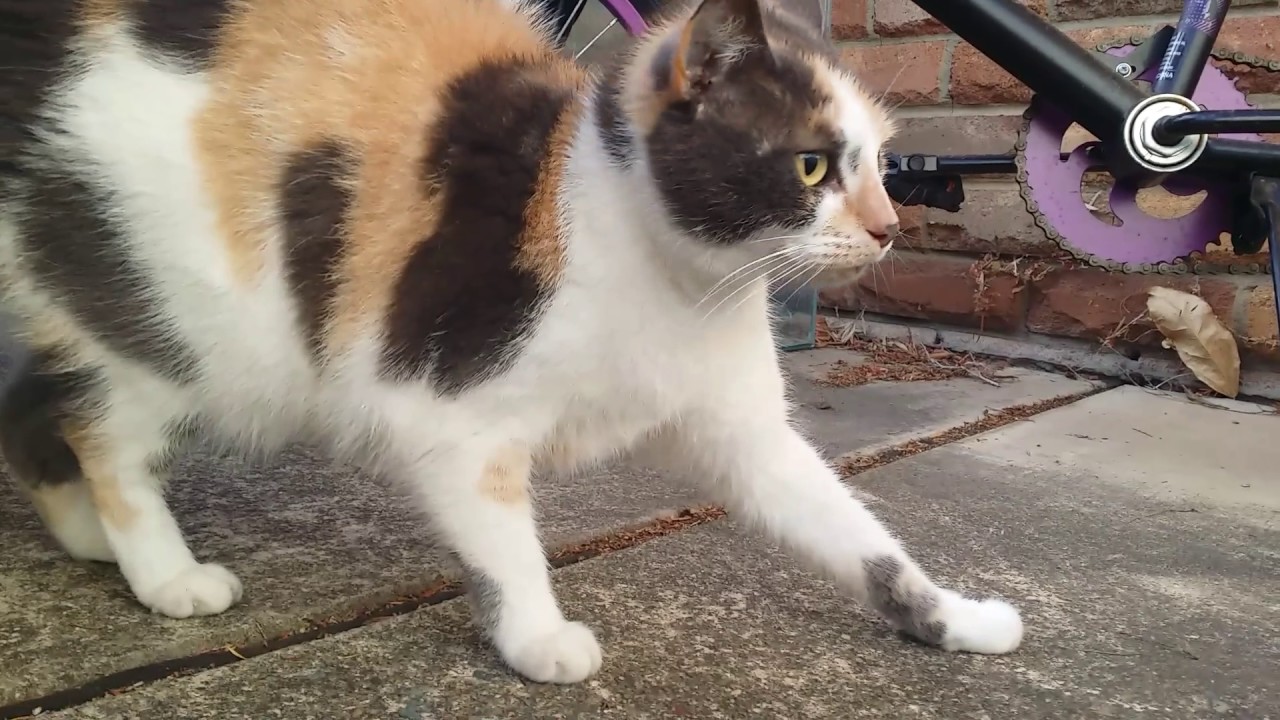 Magic colour change cat.(best with volume up) - YouTube