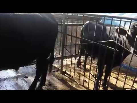 Balakenin Katex kendinden canli olaraq / 23-11-2015