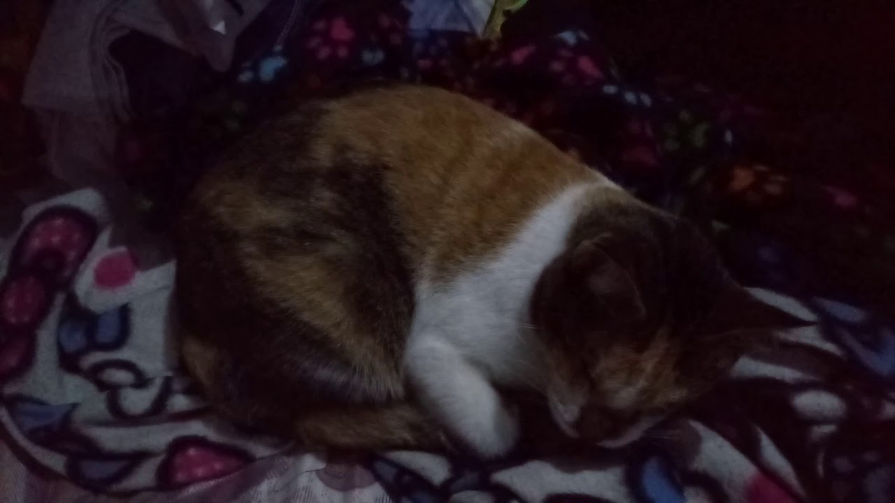 Blind Cat Balled Up - YouTube