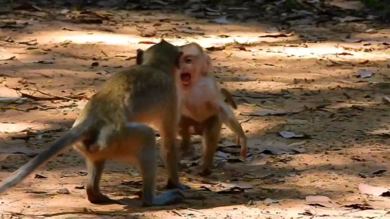 Amazing funny monkeys! baby monkey Leo opens his mouth so big to threats little monkey Dawn ...