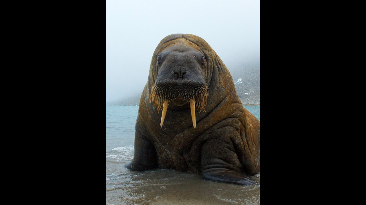 The Walrus by Lin Robinson - YouTube