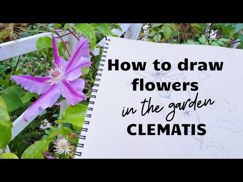 How to DRAW FLOWERS in the garden: CLEMATIS - YouTube