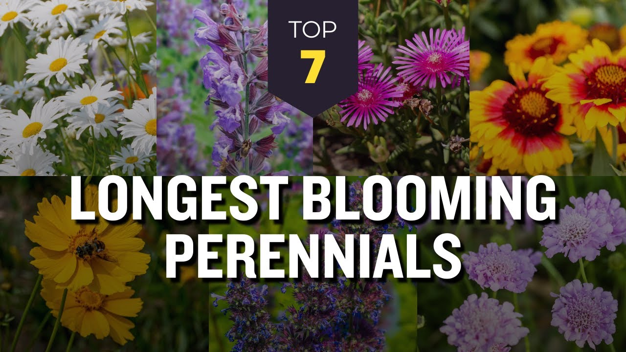 TOP 7 Longest Blooming Perennials 🌷🌺 Flowering in Spring Summer and ...