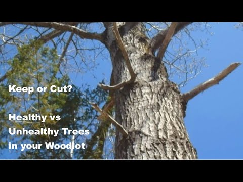24 Identifying Healthy vs Unhealthy Trees in the Woodlot - YouTube