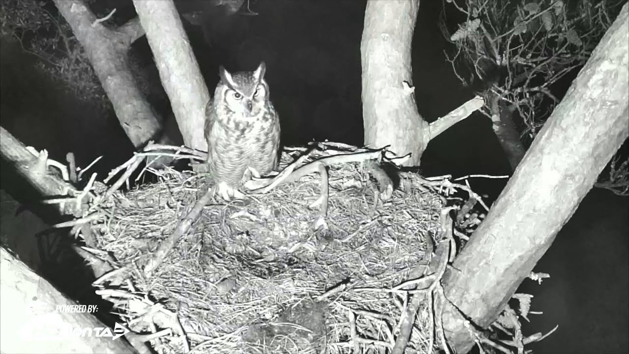 Great Horned Owls - Night Time Infra Red Nest Cam - YouTube