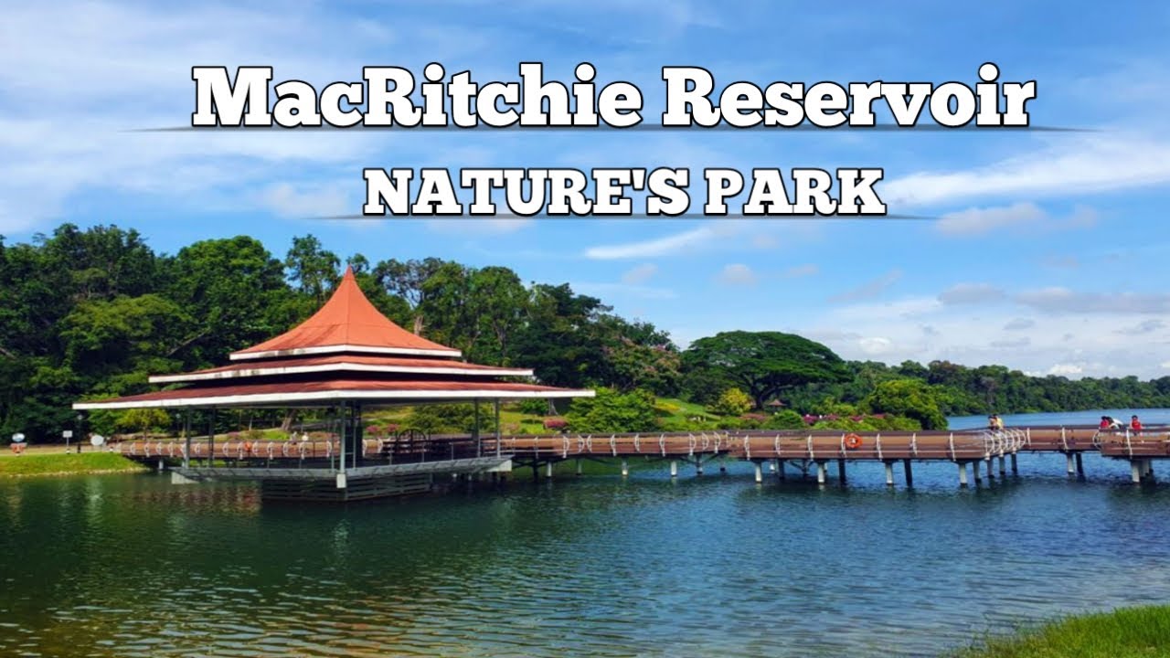 UNSEEN BEAUTY OF THE MACRITCHIE RESERVOIR PARK - YouTube